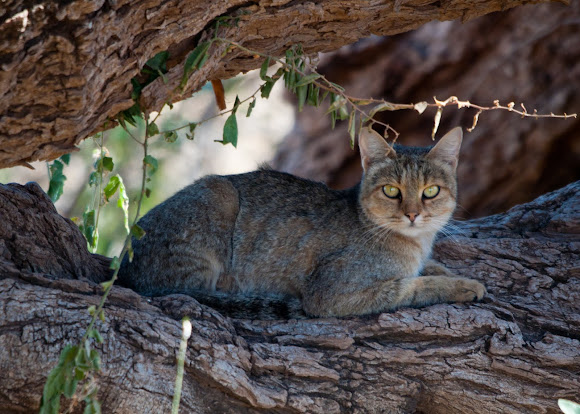 african wildcat | Project Noah
