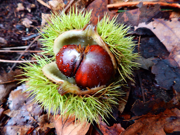 Sweet chestnut fruit | Project Noah