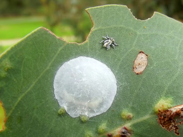 White clam lerp insect. | Project Noah