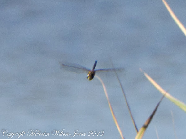 Dragonfly | Project Noah