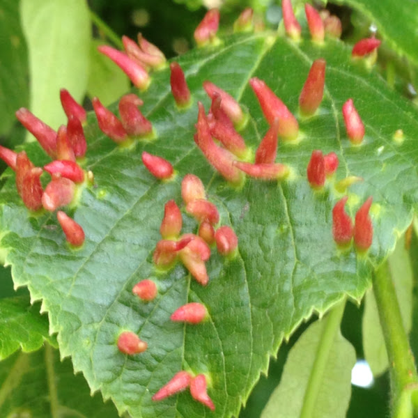 Mite plant galls | Project Noah