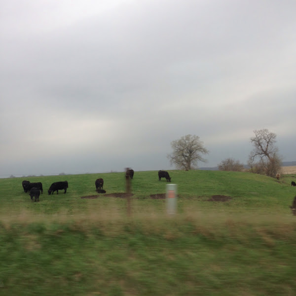 Cow | Project Noah