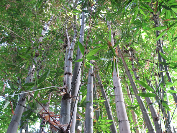Clumping Giant Timber Bamboo | Project Noah