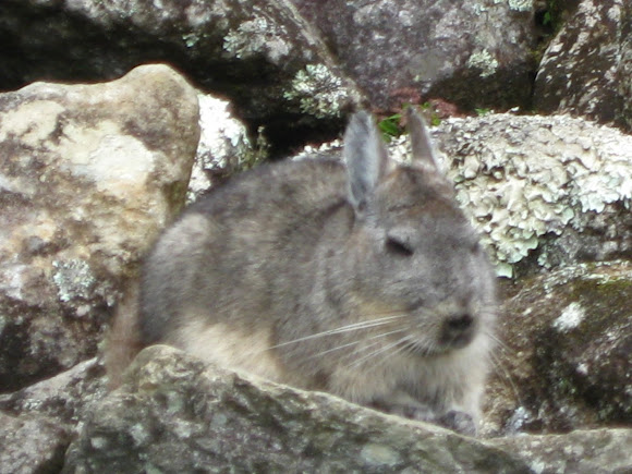 Northern Viscacha | Project Noah