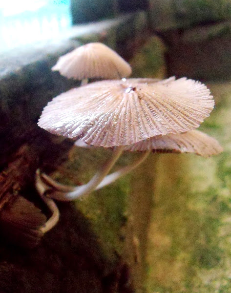 Mycena | Project Noah