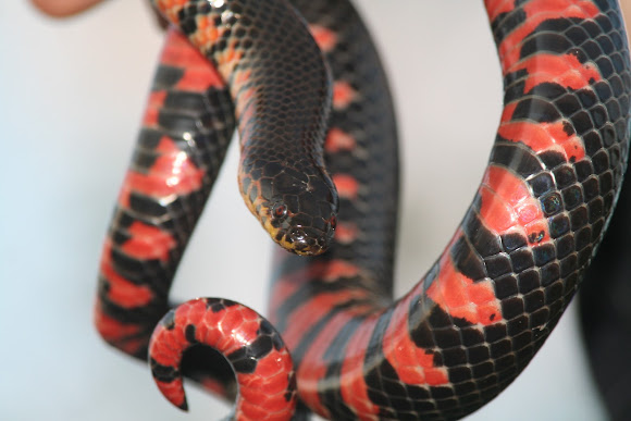 Red Bellied Mud Snake | Project Noah