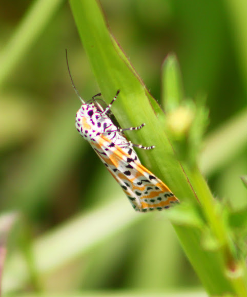 Rattlebox Moth | Project Noah