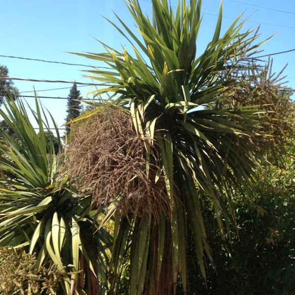 Palm Trees | Project Noah