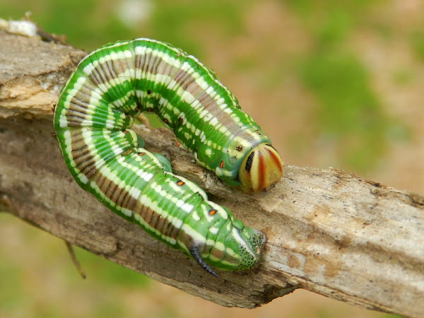 Sphinx pinastri | Project Noah