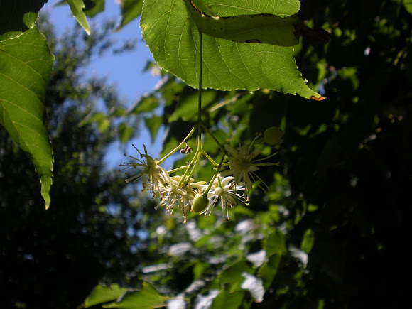 Common Lime Tree | Project Noah