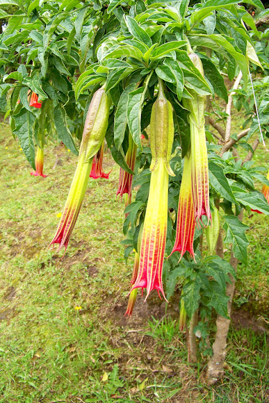 Red Angel's Trumpet | Project Noah
