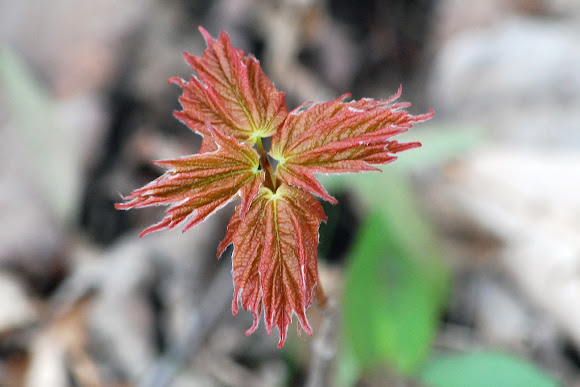 Red Maple Seedling | Project Noah