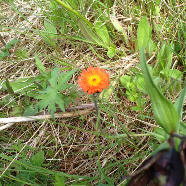 Orange poppy | Project Noah