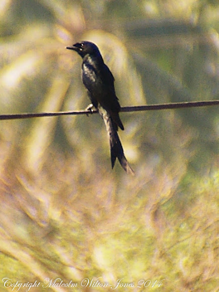 Black Drongo | Project Noah
