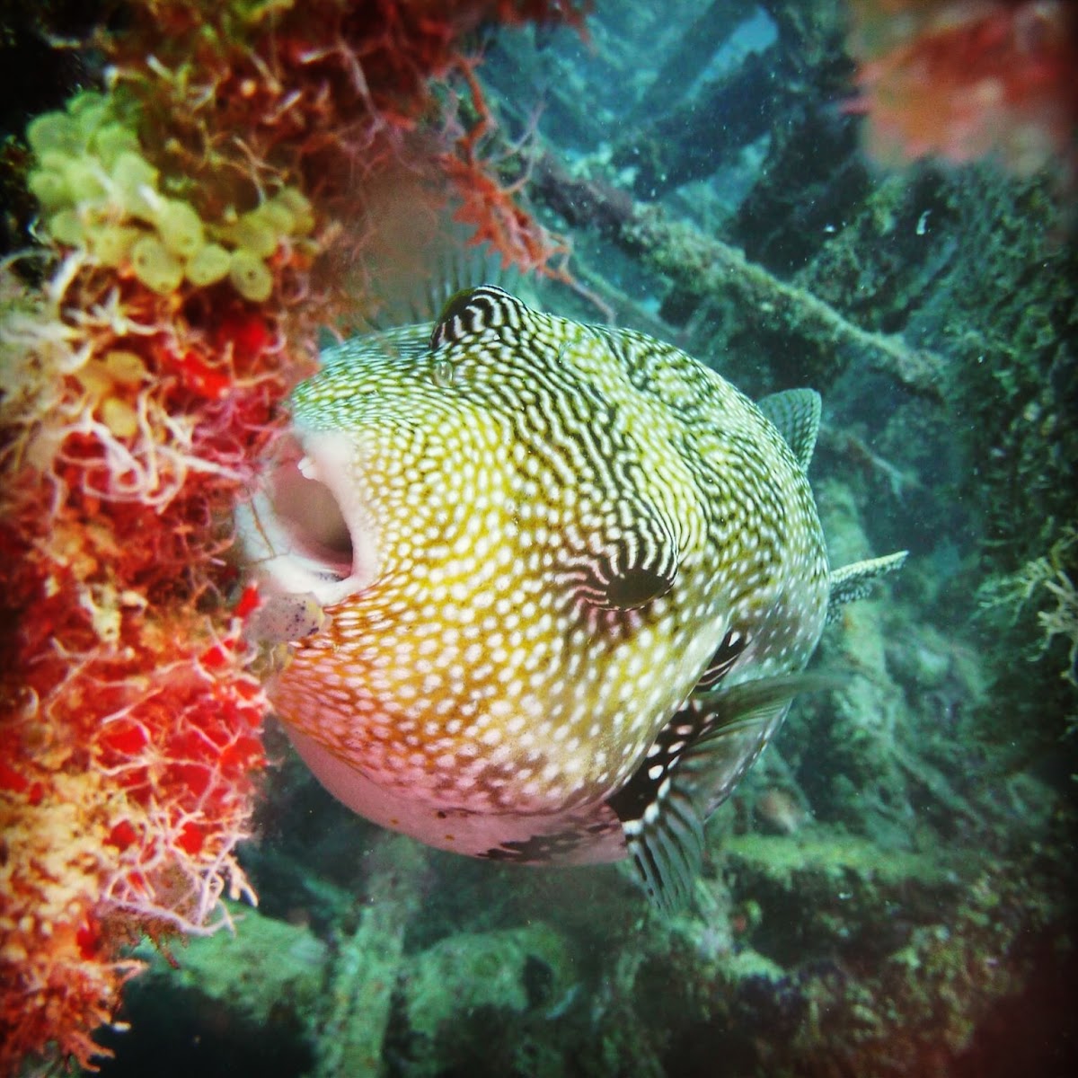 Pufferfish | Project Noah