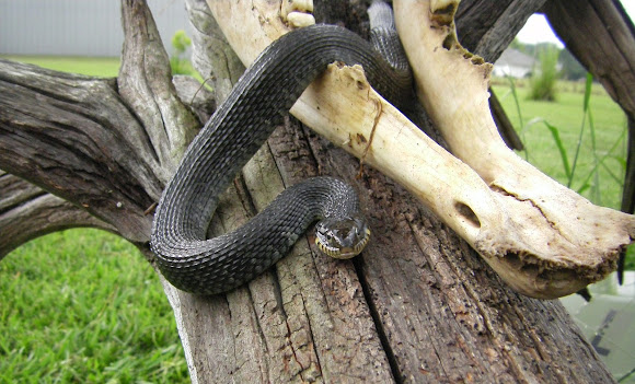 Plainbelly Water Snake | Project Noah