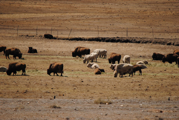 American Bison | Project Noah