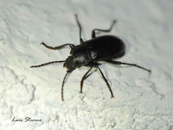 Pinacate beetle | Project Noah