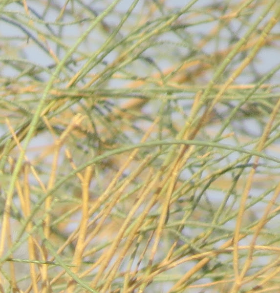 White saxaul | Project Noah