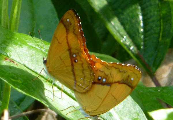 Nymphalid Butterfly | Project Noah