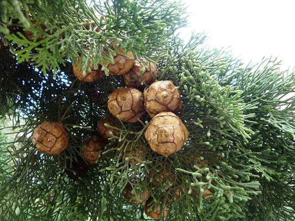 Ciprés común o Ciprés mediterráneo | Project Noah