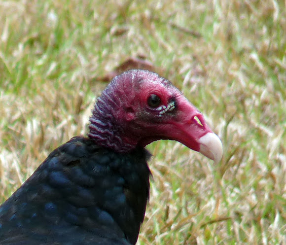 Red Head Vulture - Gallote - Noneca | Project Noah