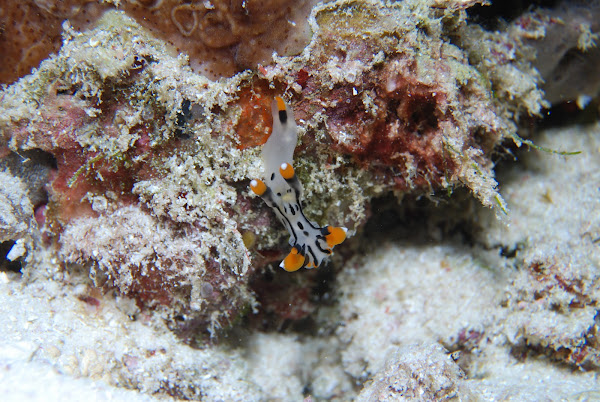 Polyceridae | Project Noah