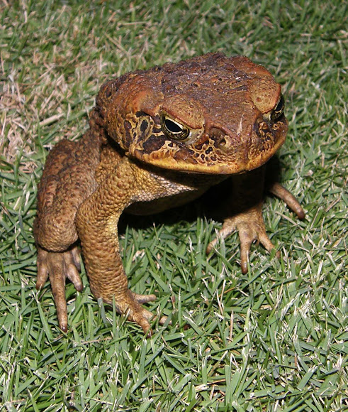 Philippines toad | Project Noah