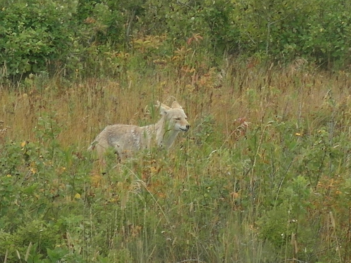 Mountain Coyote | Project Noah