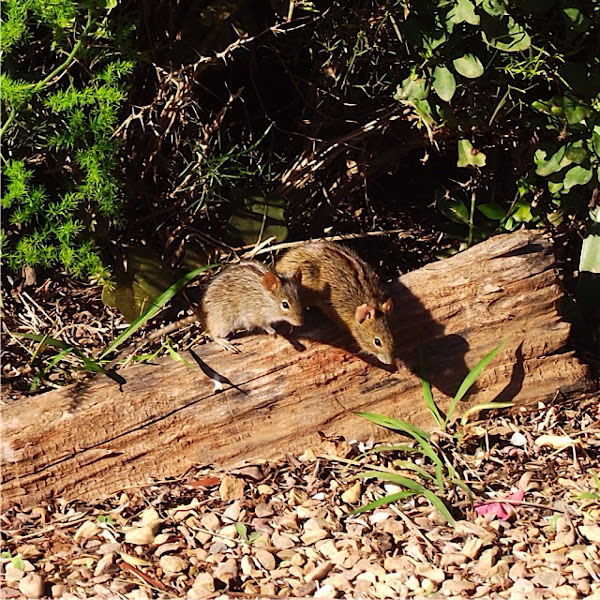 Striped or Four striped mouse | Project Noah