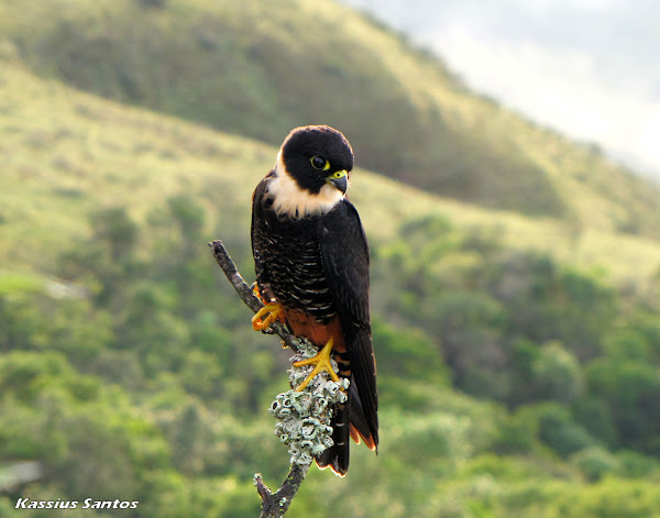 Bat Falcon | Project Noah