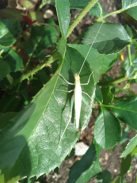 Snowy Tree Cricket | Project Noah