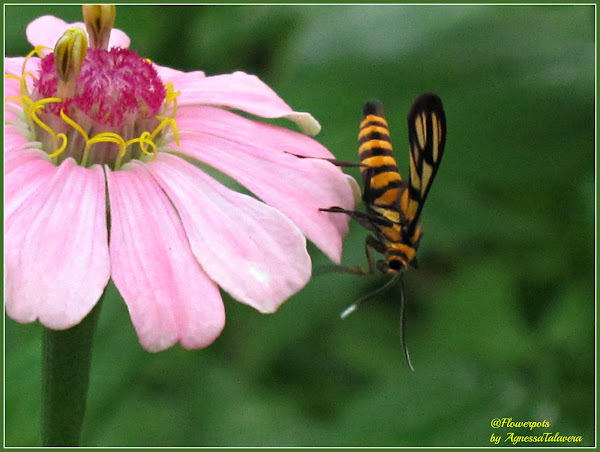 Amata Wasp Moth | Project Noah