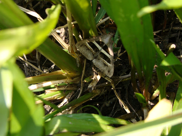 Grammodes geometrica Moth | Project Noah