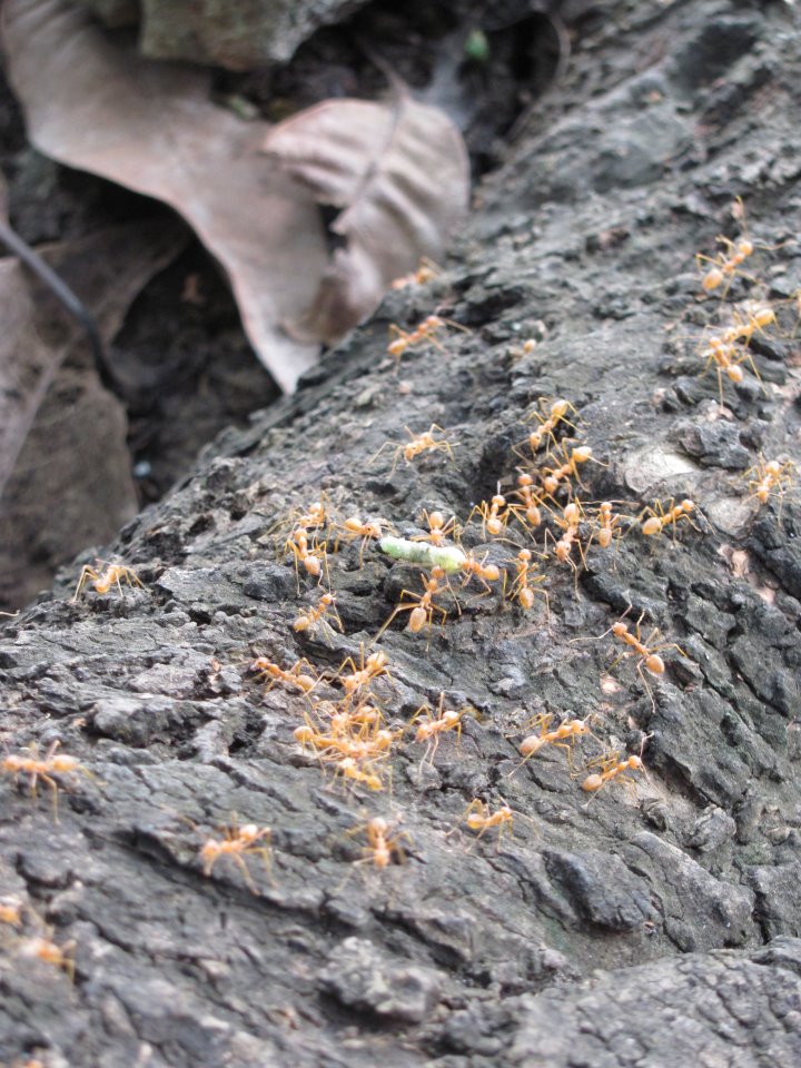 Pharaoh Ant | Project Noah