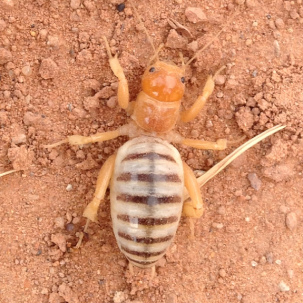 Jerusalem Beetle/Cricket | Project Noah