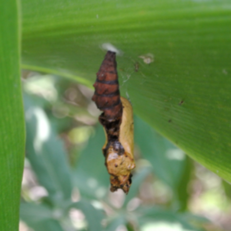 Gulf Fritillary Chrysalis | Project Noah