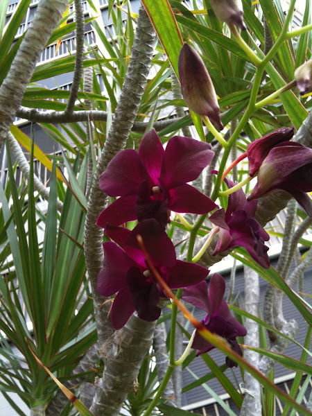 Dendrobium | Project Noah