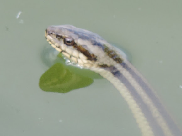 Gulf Salt Marsh Snake | Project Noah