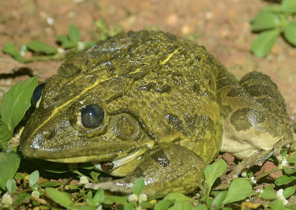Indian bullfrog | Project Noah