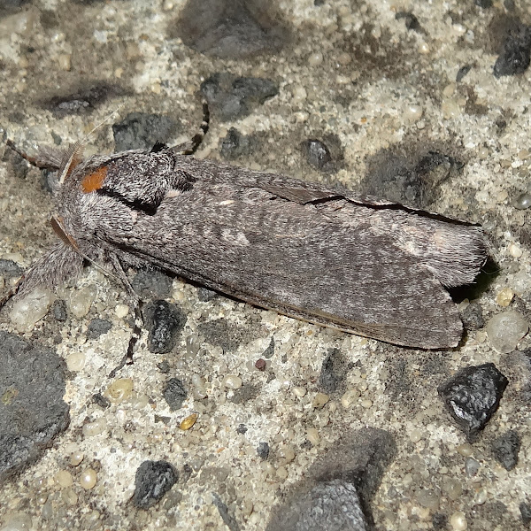 Goat moth | Project Noah