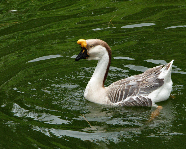 African Goose | Project Noah