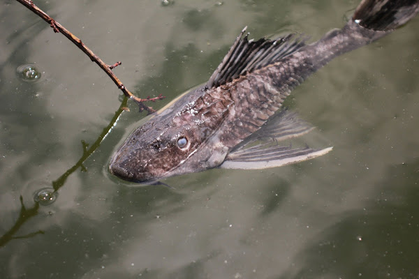 Sucker Fish | Project Noah