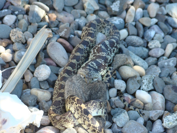 Gopher Snake Eating a Rabbit | Project Noah