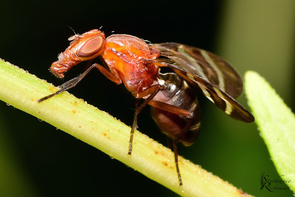 Signal Fly | Project Noah