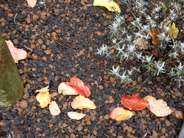 Olea Capensis | Project Noah