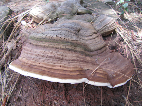 Phellinus igniarius | Project Noah