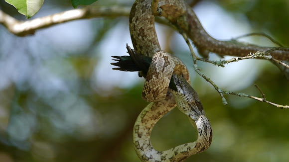 Oak Snake (video -dines on Ruby Throat) | Project Noah