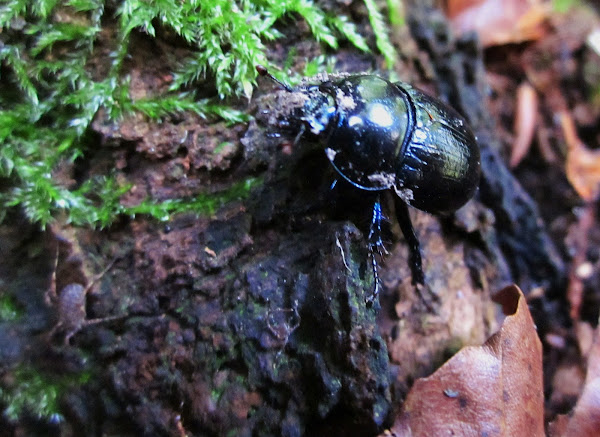 earth-boring dung/scarab beetles | Project Noah