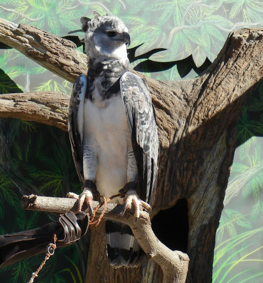 Harpy Eagle | Project Noah